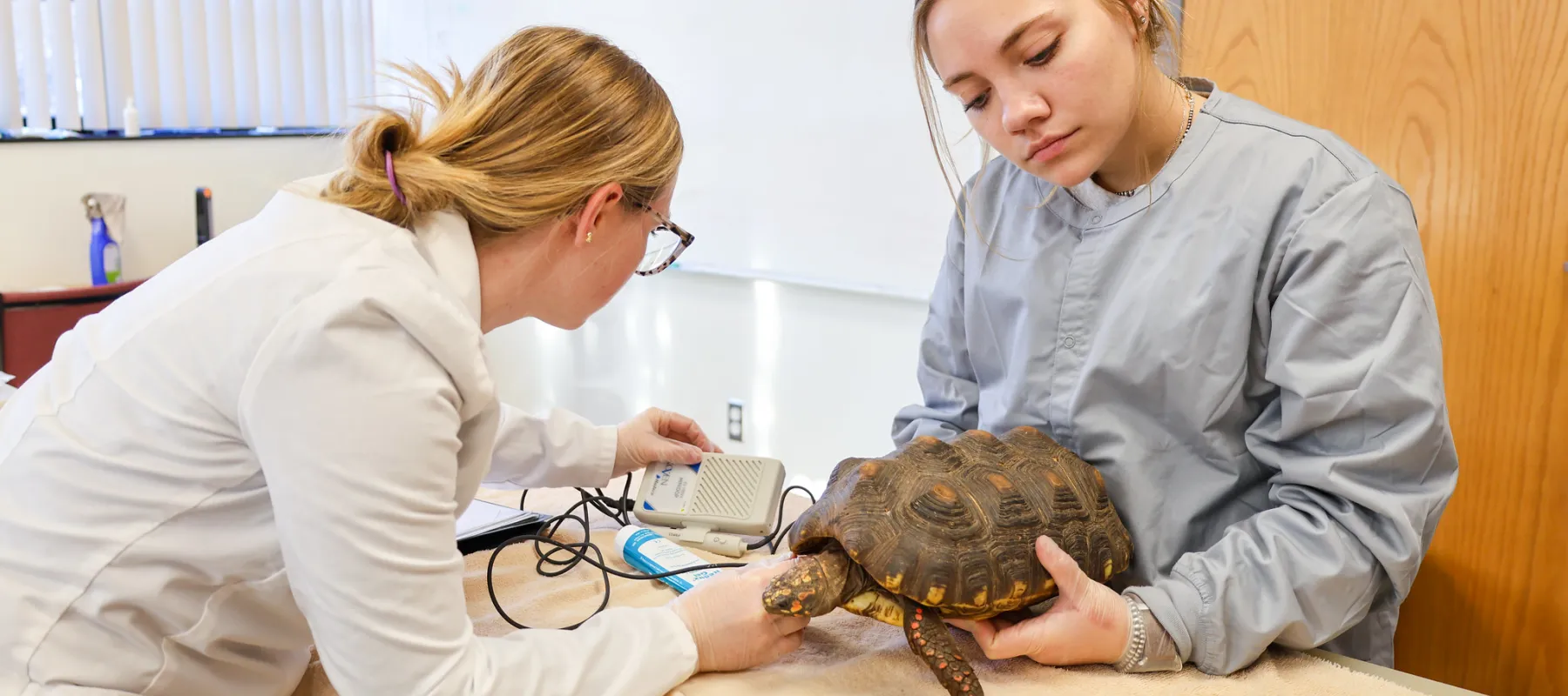 Veterinary Technology | Alfred State